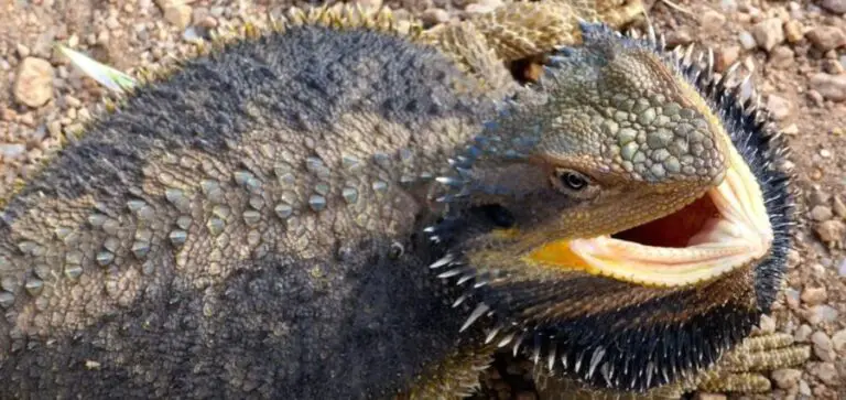 Bearded Dragon Fat Neck {7 Reasons Why Bearded Dragons Have Beards ...