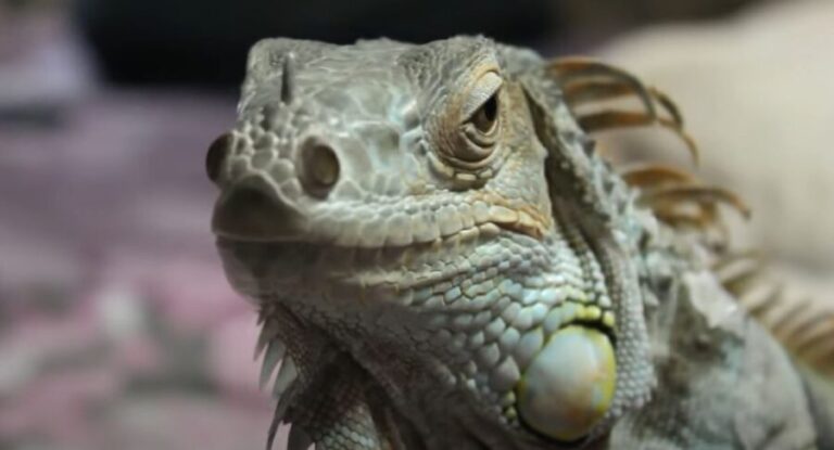Do Iguanas Attack Humans? {Are Iguanas Aggressive?} - Pocket Pet Central