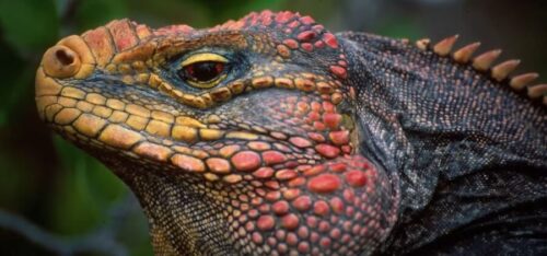 Can Iguanas Change Color? {Can They Camouflage?} - Pocket Pet Central