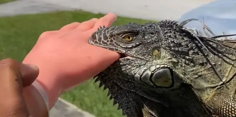 Do Iguana Bites Hurt? {Are They Dangerous to Humans?} - Pocket Pet Central