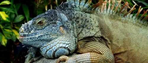 Do Iguanas Attack Humans? {Are Iguanas Aggressive?} - Pocket Pet Central
