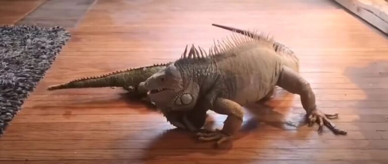 Do Iguanas Attack Humans? {Are Iguanas Aggressive?} - Pocket Pet Central