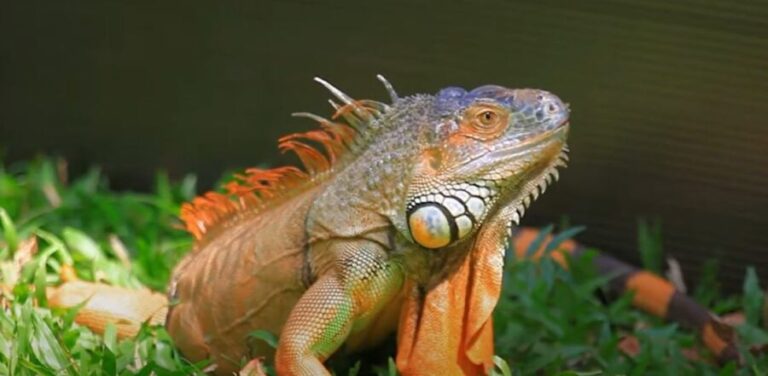 Can Iguanas Change Color? {Can They Camouflage?} - Pocket Pet Central