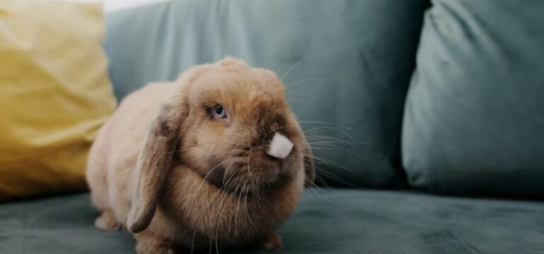 Do Rabbits Have Vocal Cords? {How To Speak Rabbit} - Pocket Pet Central