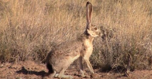 How High Can a Jack Rabbit Jump? {How Do They Do It?} - Pocket Pet Central
