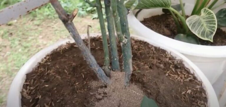 How to Store Rabbit Poop for Fertilizer {Why Rabbit Manure Is The Best ...