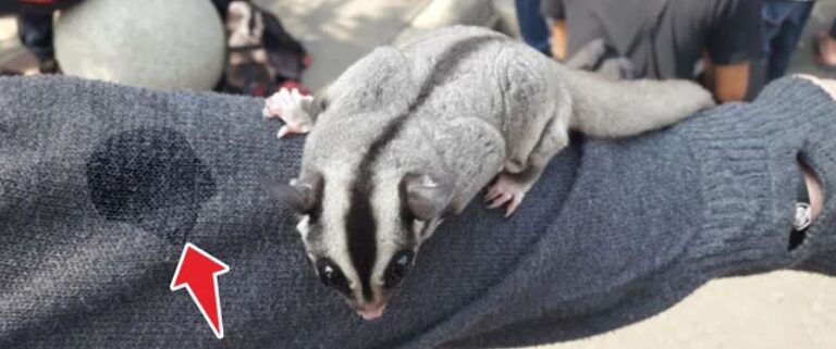 Sugar Glider Poop and Pee {Everything You Need to Know Here} - Pocket ...