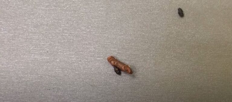 Sugar Glider Poop and Pee {Everything You Need to Know Here} - Pocket ...