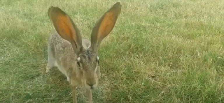 How High Can a Jack Rabbit Jump? {How Do They Do It?} - Pocket Pet Central