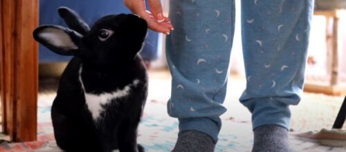 Can a Rabbit Live Alone? {3 Signs of a Lonely Rabbit} - Pocket Pet Central