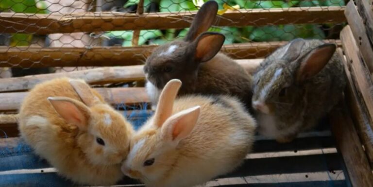 Can a Rabbit Live Alone? {3 Signs of a Lonely Rabbit} - Pocket Pet Central