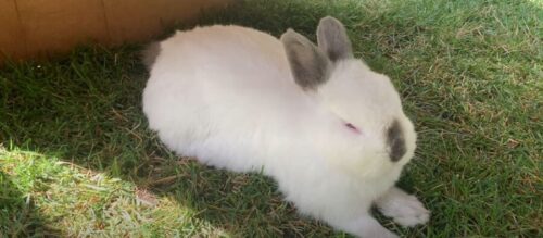 Can a Rabbit Live Alone? {3 Signs of a Lonely Rabbit} - Pocket Pet Central