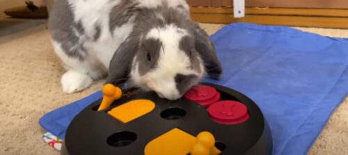 Are Rabbits Smarter Than Cats & Dogs? {Smartest Rabbit Breeds} - Pocket ...