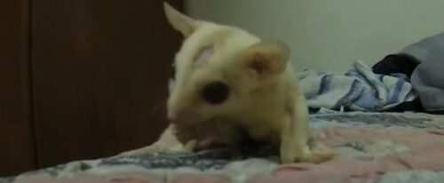 Sugar Glider Poop and Pee {Everything You Need to Know Here} - Pocket ...