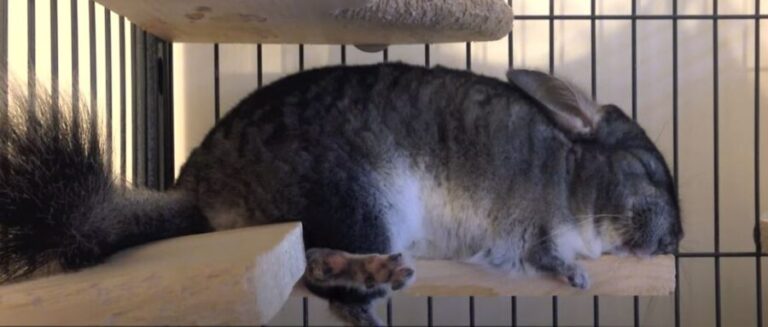 Do Chinchillas Hibernate? {Why Do Chinchillas Play Dead?} - Pocket Pet ...