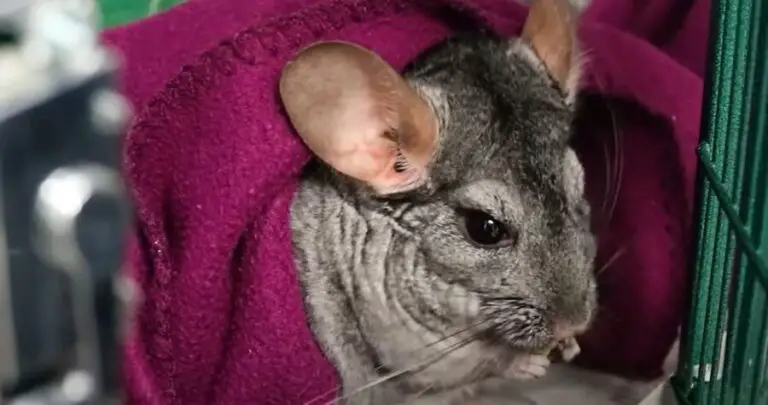 Chinchilla Squeaking in Sleep {Chinchilla Sounds Explained} - Pocket ...