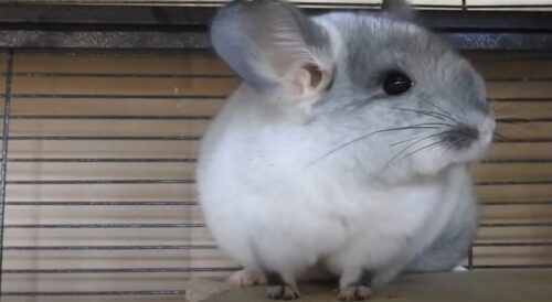 Chinchilla Squeaking in Sleep {Chinchilla Sounds Explained} - Pocket ...