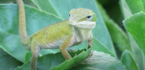 Do Anole Lizards Bite? {Tips To Train Anoles} - Pocket Pet Central