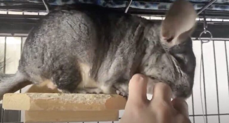 How to Clean Chinchilla Fur {Top 2 Methods} - Pocket Pet Central