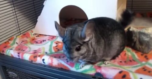 How to Clean Chinchilla Fur {Top 2 Methods} - Pocket Pet Central