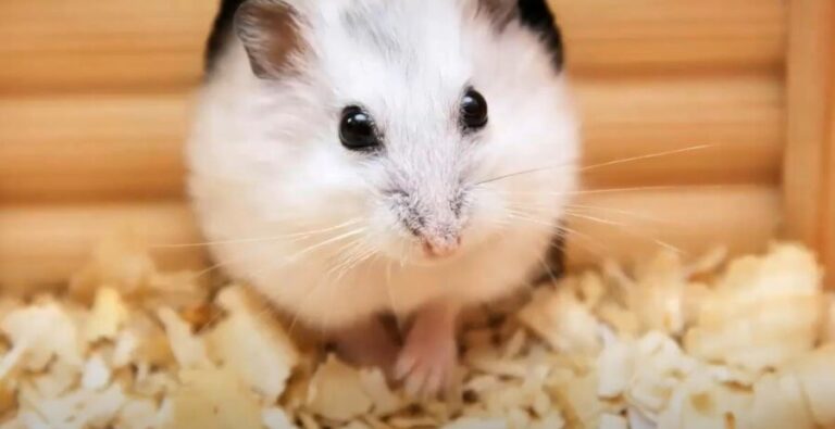 Are Hamsters Color Blind? {Can They Really See You?} - Pocket Pet Central