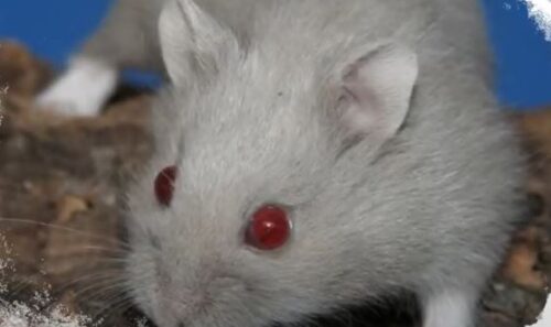 Why Is My Hamster’s Eye Bulging? {Next Steps Explained} - Pocket Pet ...