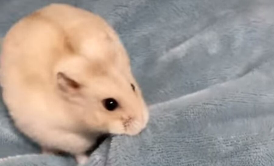 Why Is My Hamster’s Eye Bulging? {Next Steps Explained} - Pocket Pet ...