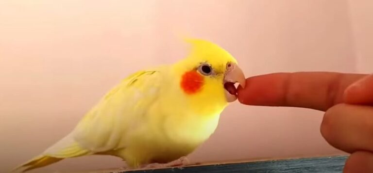 Do Cockatiel Bites Hurt? {What To Do} - Pocket Pet Central