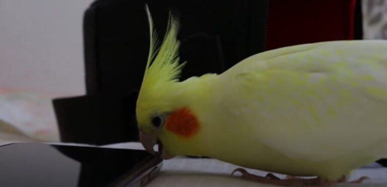 Do Cockatiel Bites Hurt? {What To Do} - Pocket Pet Central