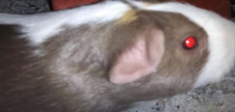 why-do-guinea-pigs-have-red-eyes-common-eye-problems-pocket-pet