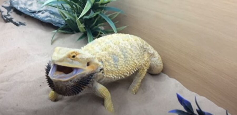 How to Tell if Bearded Dragon Is Angry {How to Calm Them Down} - Pocket ...