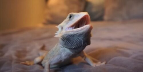 How to Tell if Bearded Dragon Is Angry {How to Calm Them Down} - Pocket ...
