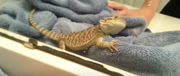 Bearded Dragon Bath Guide {Hassle Free Bathing} - Pocket Pet Central