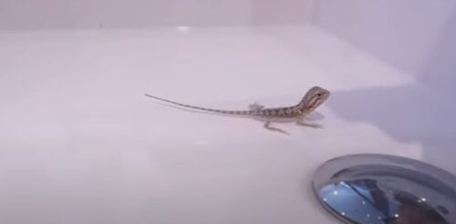Bearded Dragon Bath Guide {Hassle Free Bathing} - Pocket Pet Central