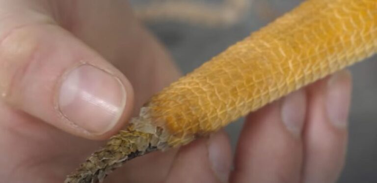 Bearded Dragon Tail Rot {Why Did This Happen?} - Pocket Pet Central