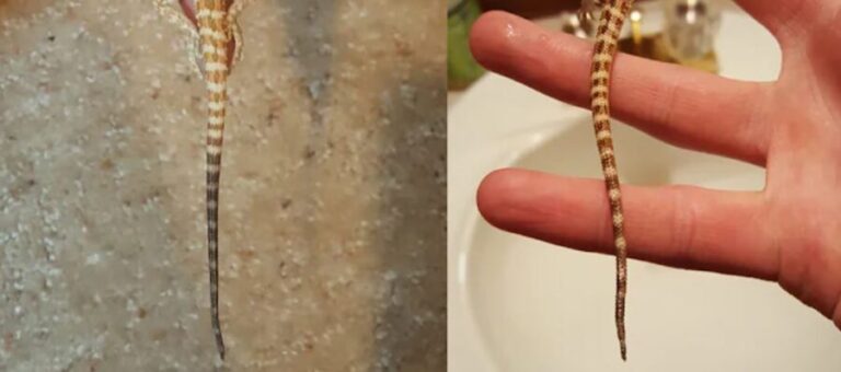 Bearded Dragon Tail Rot {Why Did This Happen?} - Pocket Pet Central