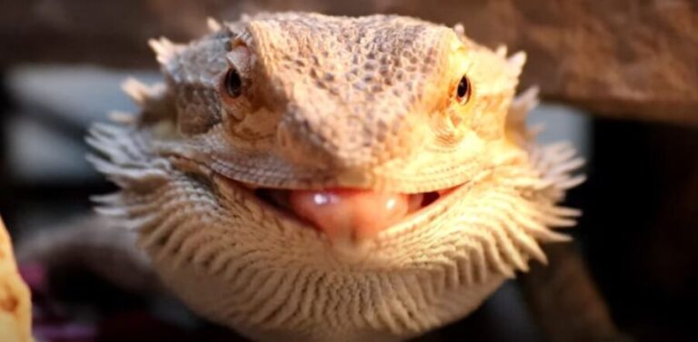 Mouth Rot in Bearded Dragons {Vet's Advice} - Pocket Pet Central