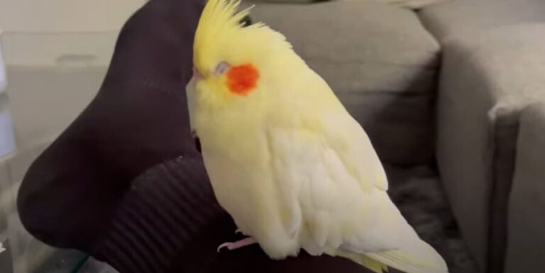 How Do Cockatiel Sleep? {Everything You Need To Know Here} - Pocket Pet ...