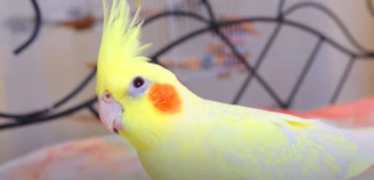 How Do Cockatiels See? {Can My Cockatiel Recognize Me?} - Pocket Pet ...