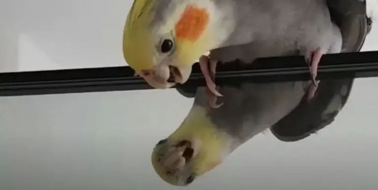 How Often Do Cockatiels Poop? {Top 4 Potty Training Tips} - Pocket Pet ...