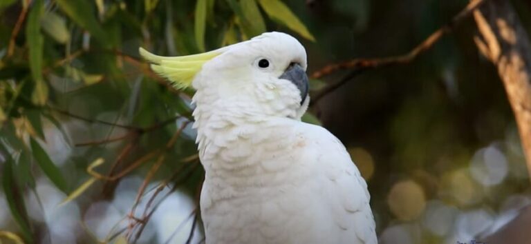 What Can Cockatoos Eat? {A Complete List} - Pocket Pet Central