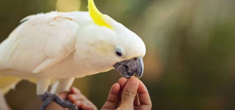 What Can Cockatoos Eat? {A Complete List} - Pocket Pet Central