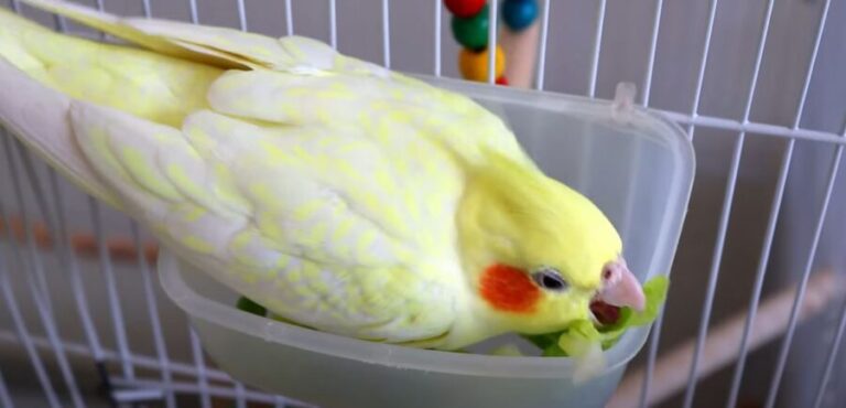 How Do Cockatiel Sleep? {Everything You Need To Know Here} - Pocket Pet ...