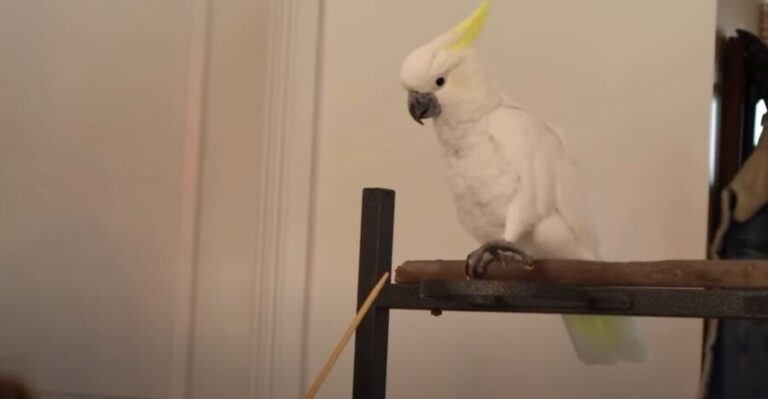 Can Cockatoos Fly? {How You Can Help} - Pocket Pet Central