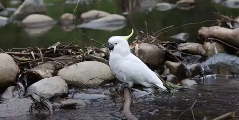 Can Cockatoos Fly? {How You Can Help} - Pocket Pet Central